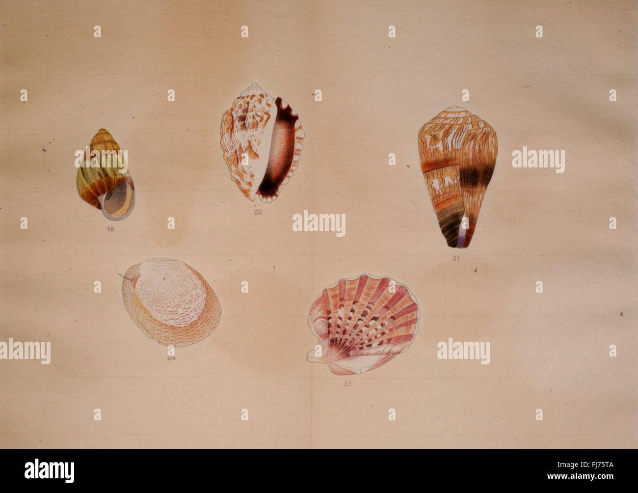 Pictorial catalog of mollusks and shells from Japan, showcasing various ...