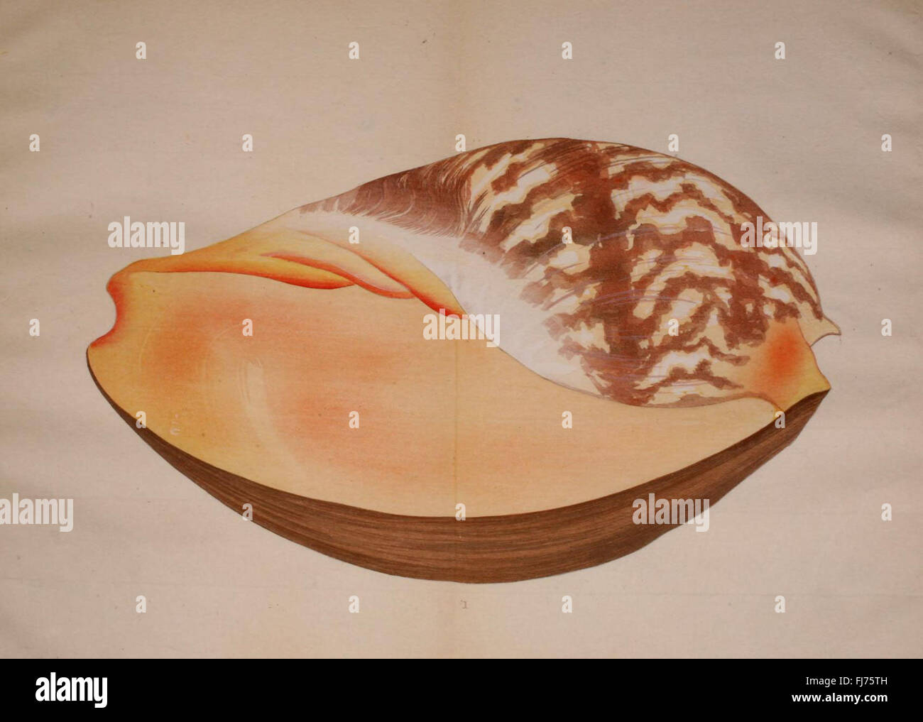 A catalog of mollusks and shells from Japan, with detailed ...