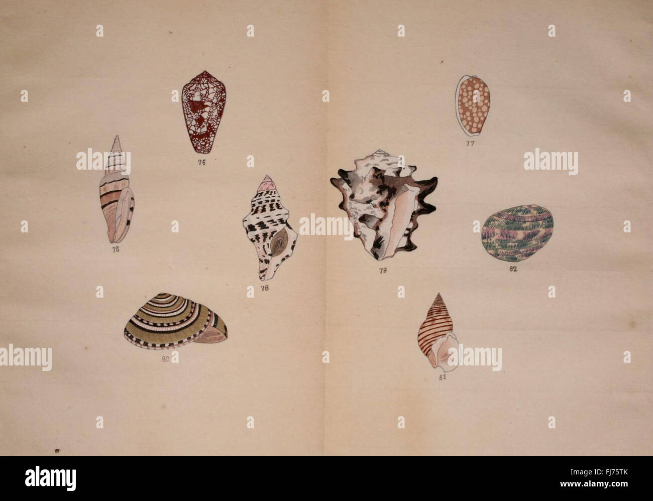 A Japanese catalog featuring mollusk collections with detailed ...