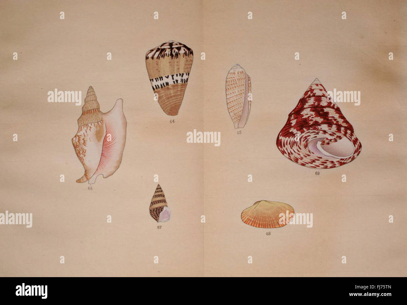 Kaisenshu, Catalog of Japanese Mollusks, Pictorial Works, Shells ...