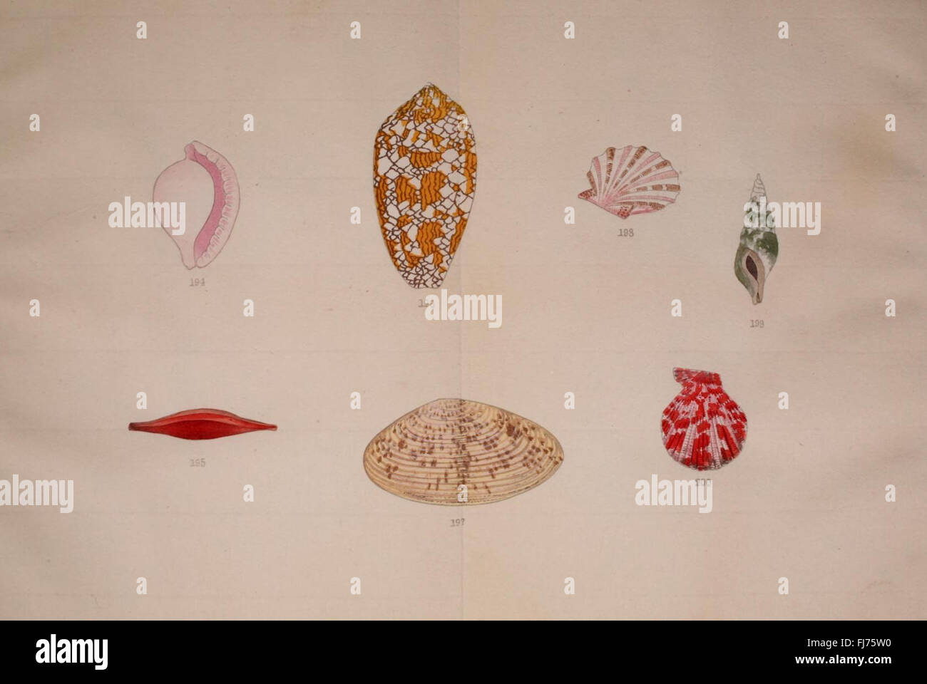 A catalog showcasing various mollusks from Japan, including detailed ...