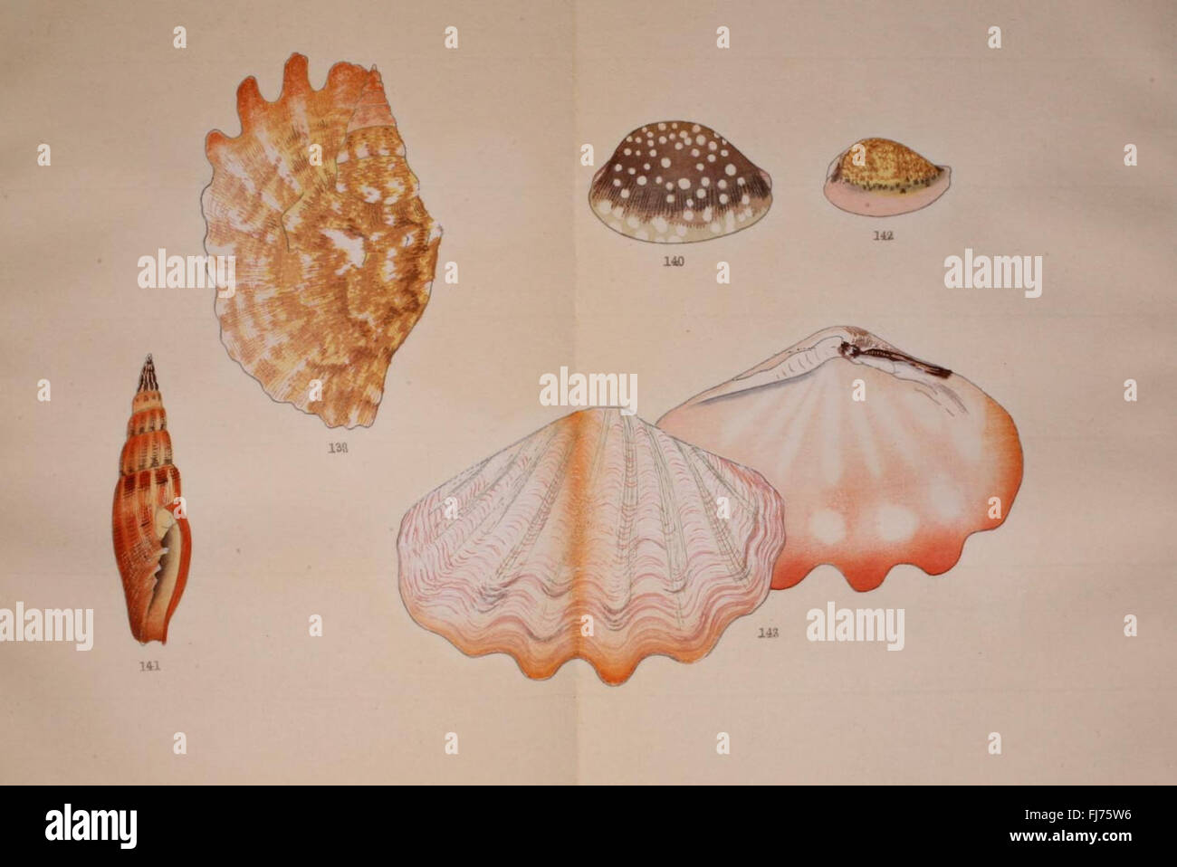 Kaisenshu, Catalogs and collections Japan Mollusks Pictorial works ...