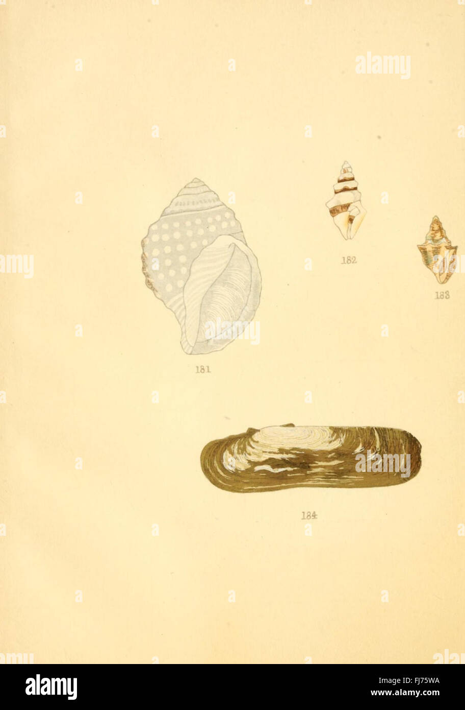 Kaisenshu - A catalog and collection of mollusks from Japan, featuring ...