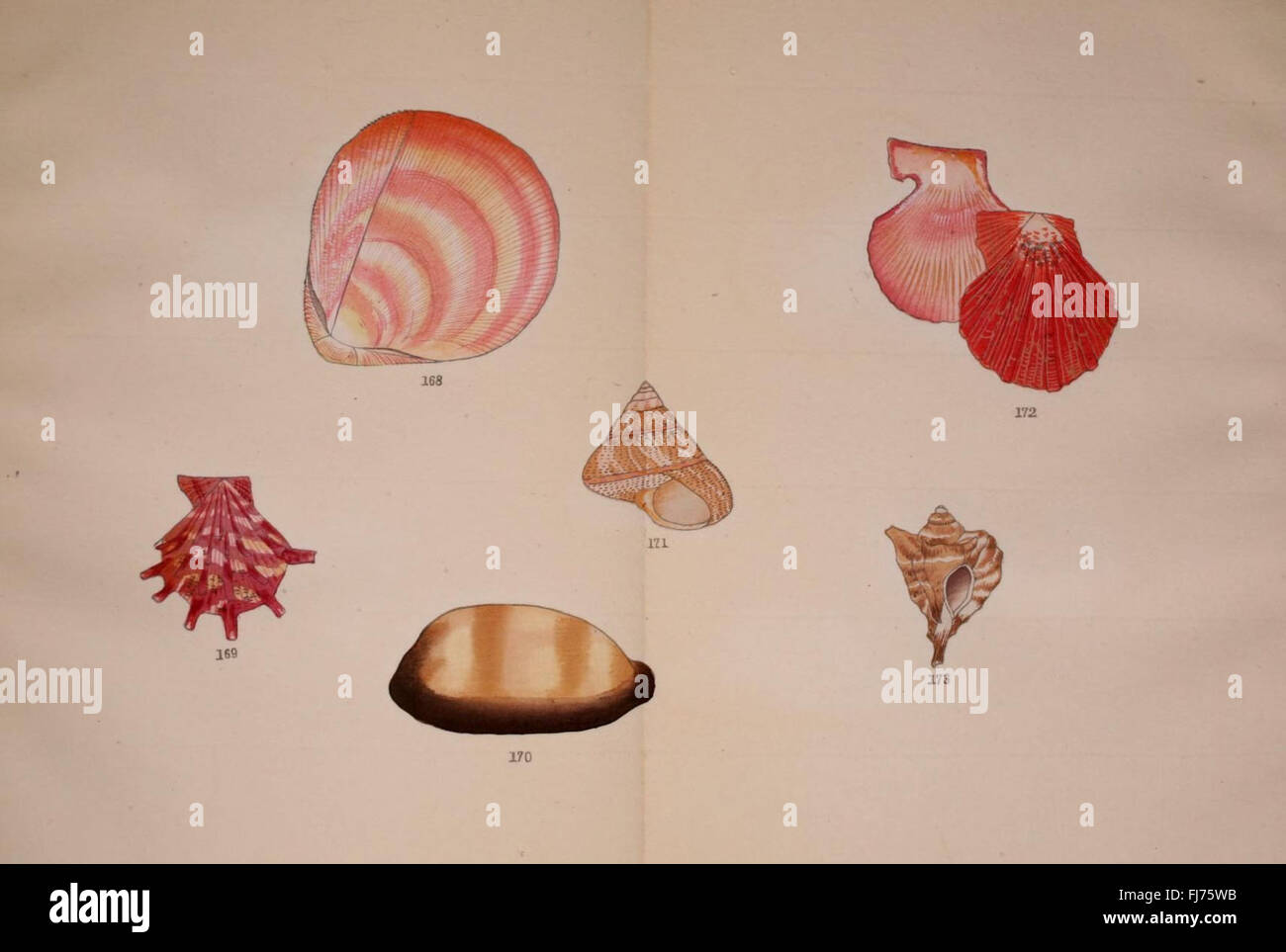 Kaisenshu, A catalog documenting Japanese mollusks and shells, with ...