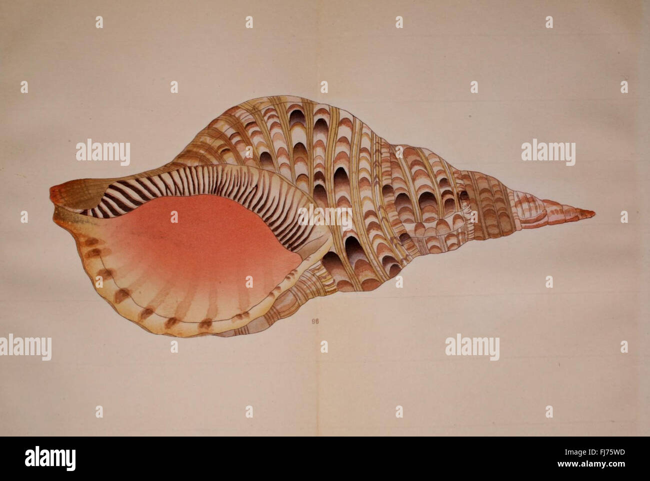 A catalog and collection of mollusks from Japan, featuring various ...