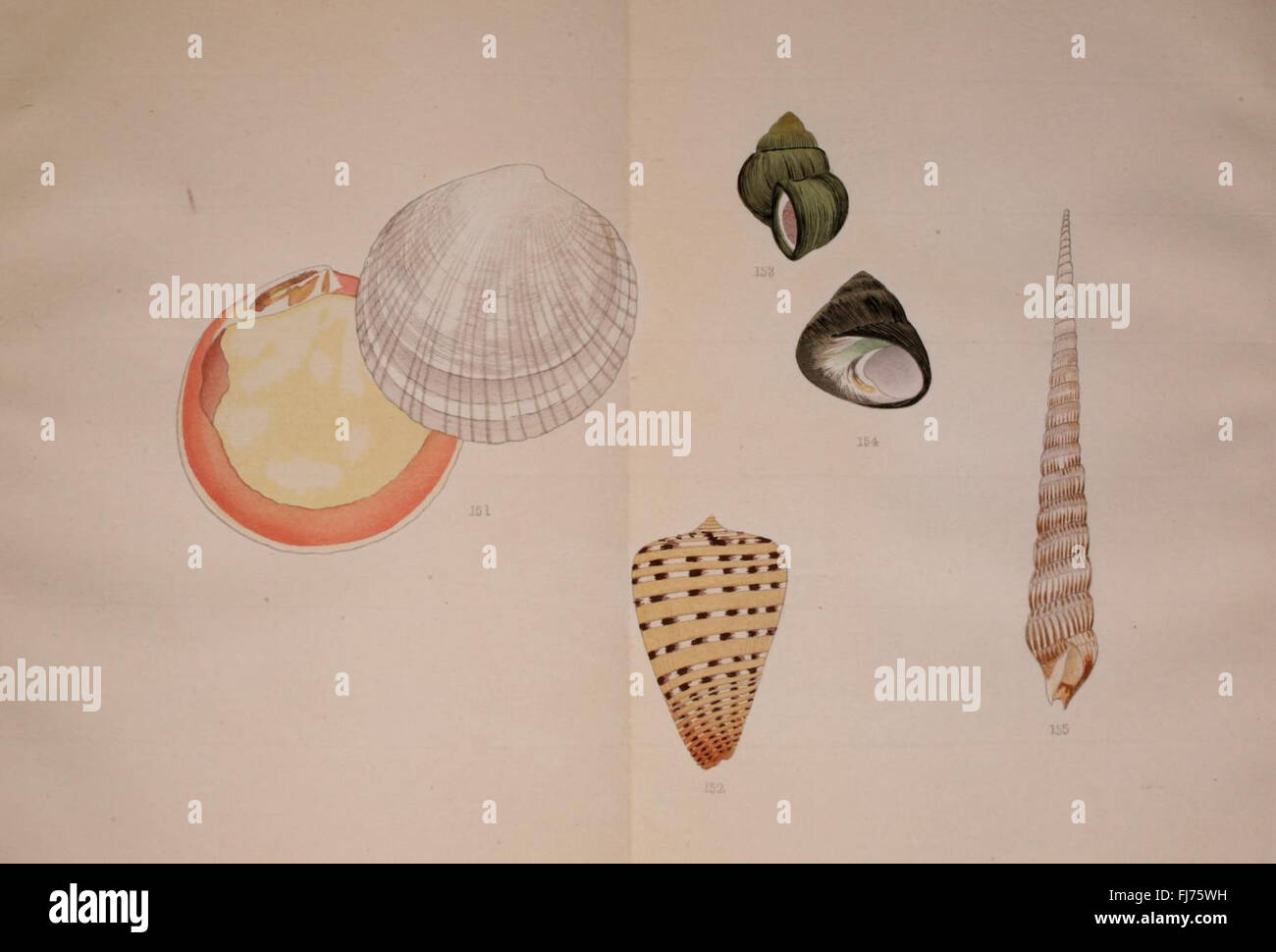 A catalog of Japanese mollusks and shells, featuring detailed ...