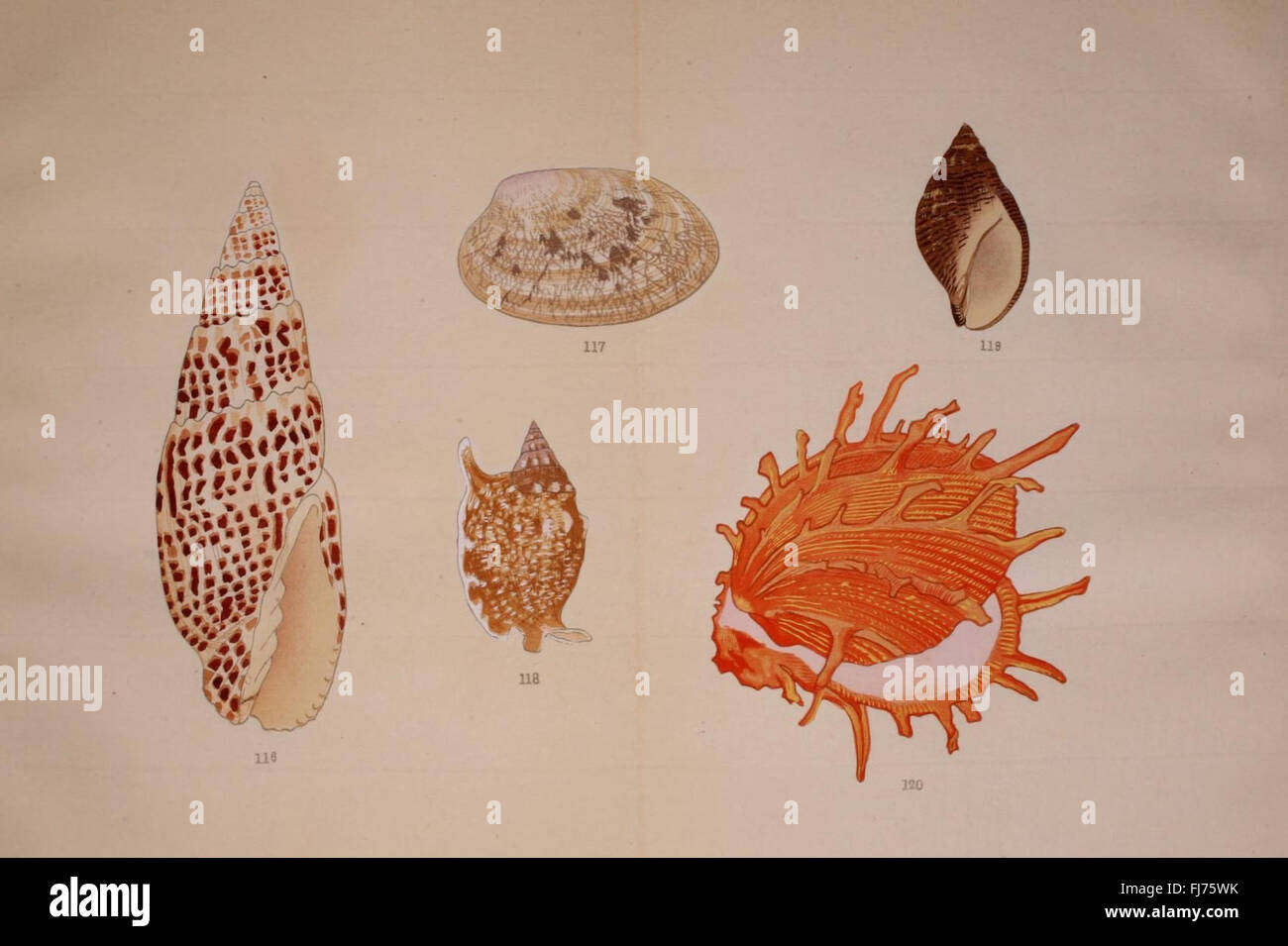 A catalog of mollusks and shells from Japan, with detailed ...