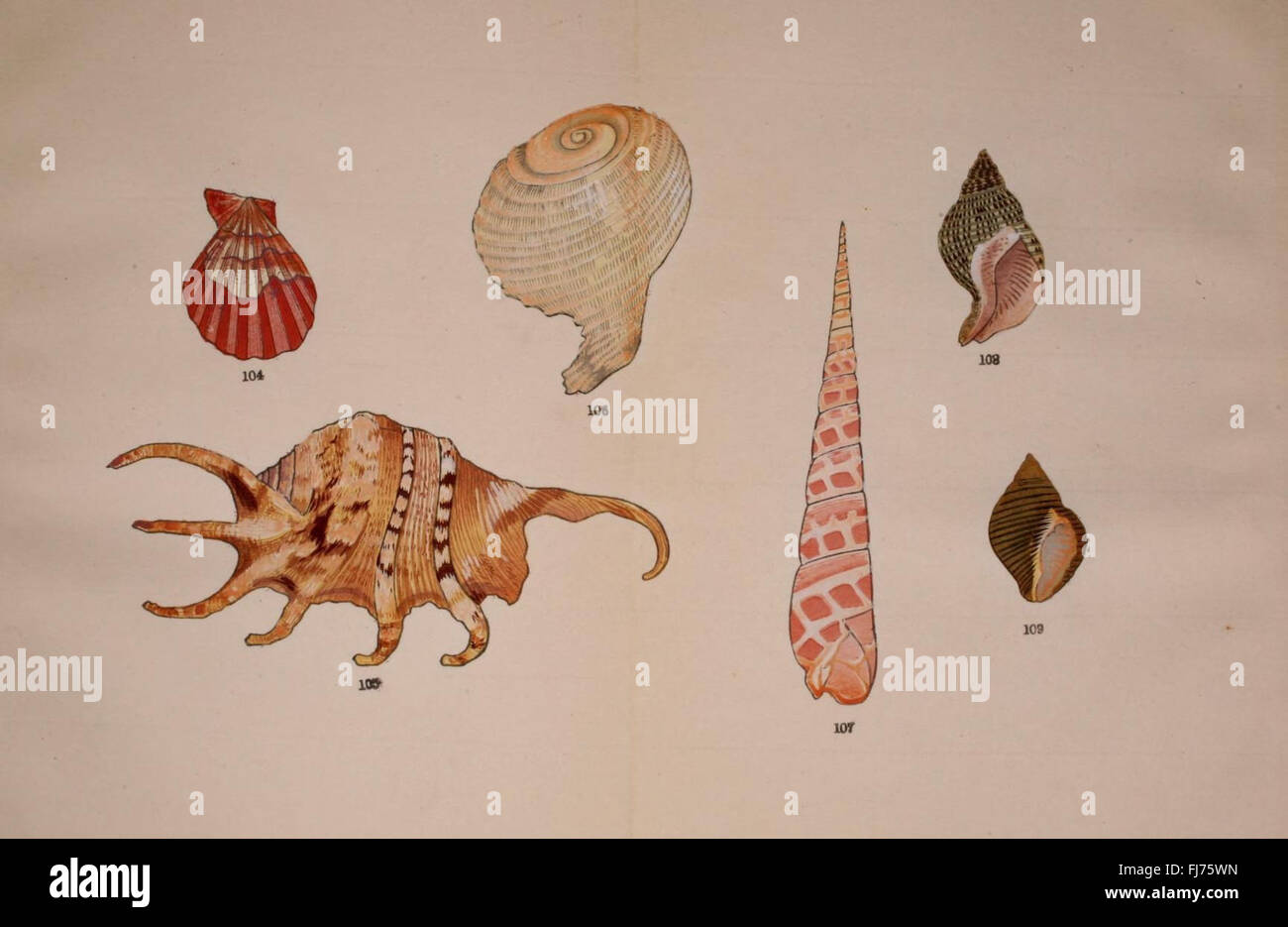 Catalog of Japanese Mollusks, Pictorial works, Shells, Smithsonian ...