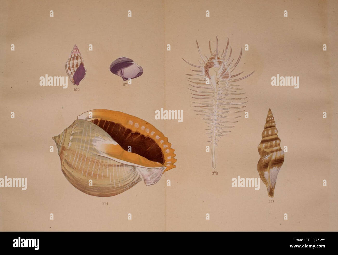 Historical mollusk catalogs hi-res stock photography and images - Alamy