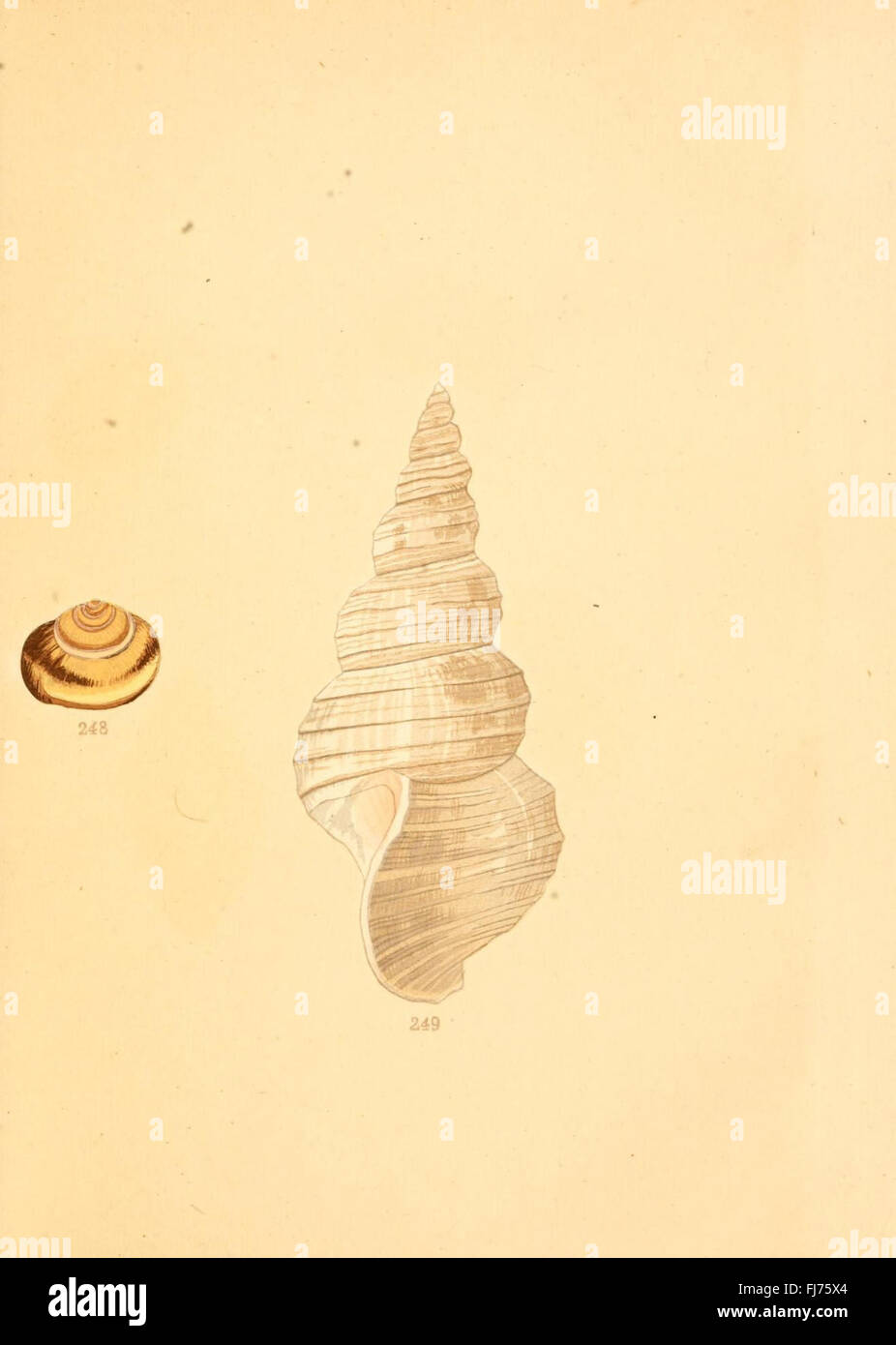 A comprehensive catalog of Japanese mollusks, featuring detailed ...