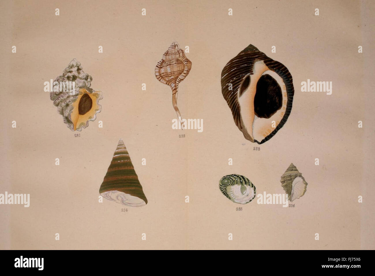 Kaisenshu - A Collection of Mollusks from Japan Stock Photo - Alamy