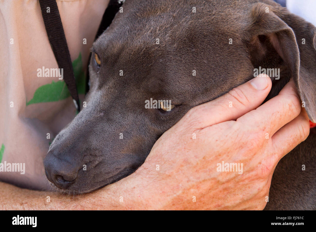 Man holding and caring for a rescue dog Stock Photo - Alamy