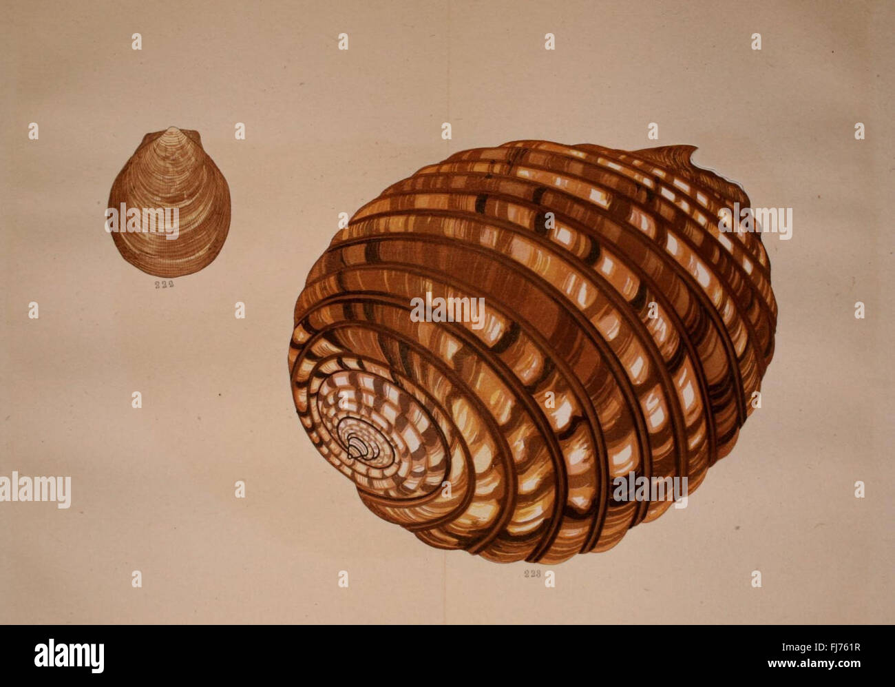 Detailed study of various seashells hi-res stock photography and images ...