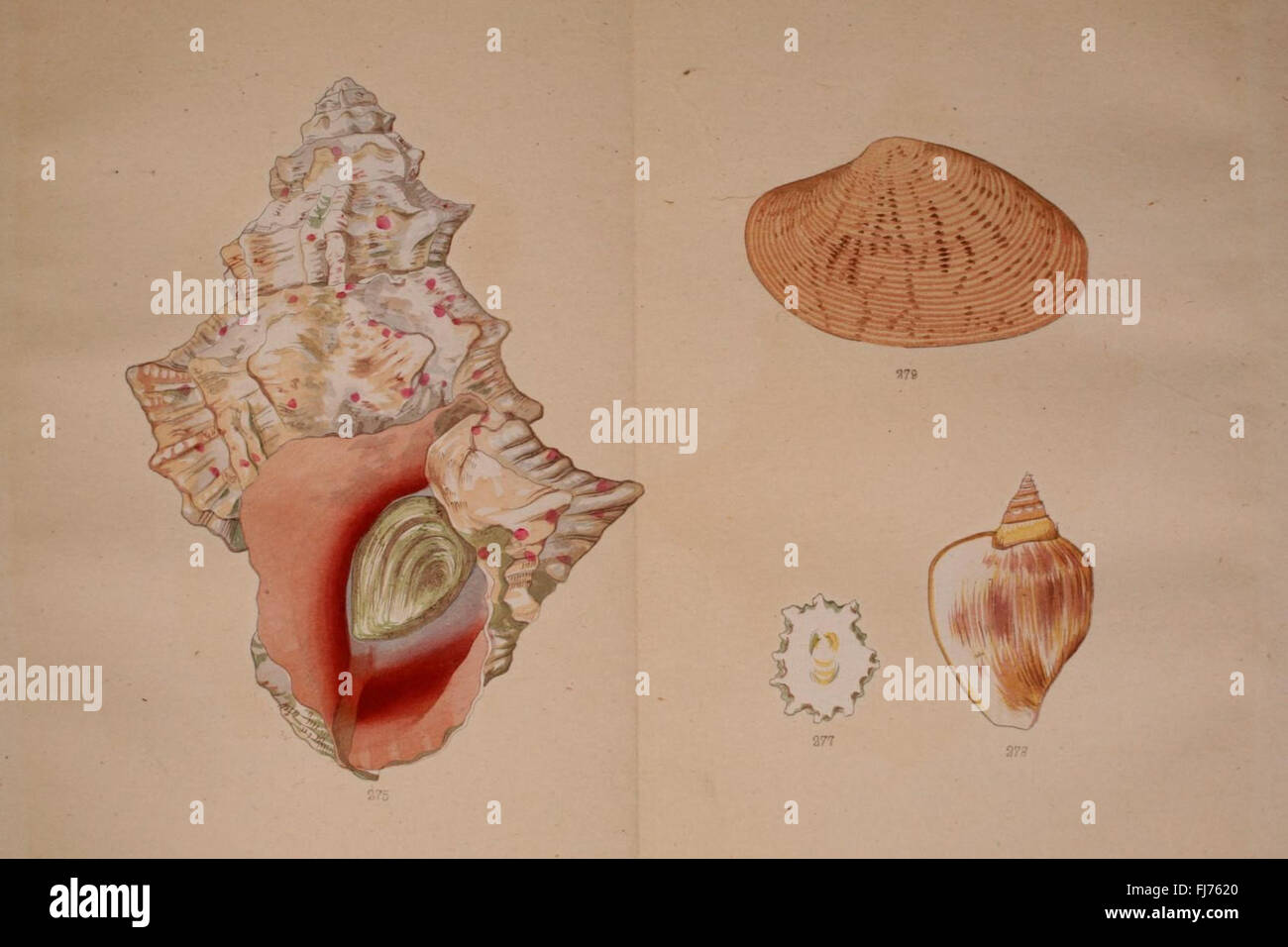 Kaisenshu: A Catalogue and Collection of Japanese Shells Stock Photo ...