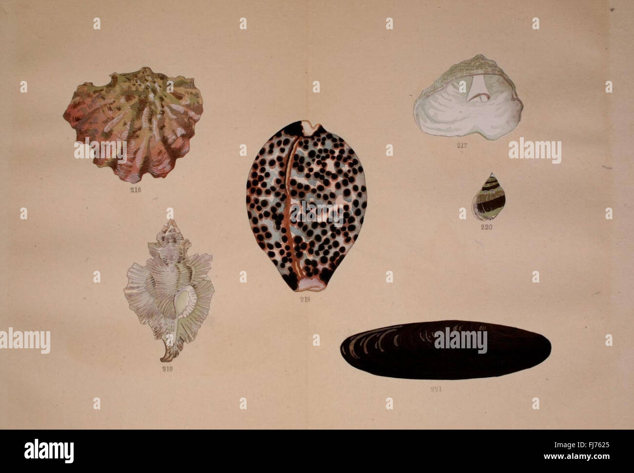 'Kaisenshu' is a Japanese catalog of mollusk shells, documenting ...