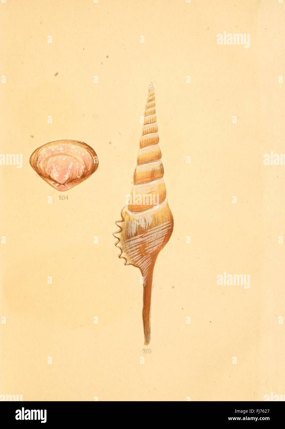 Detailed illustration of various species of shells hi-res stock ...