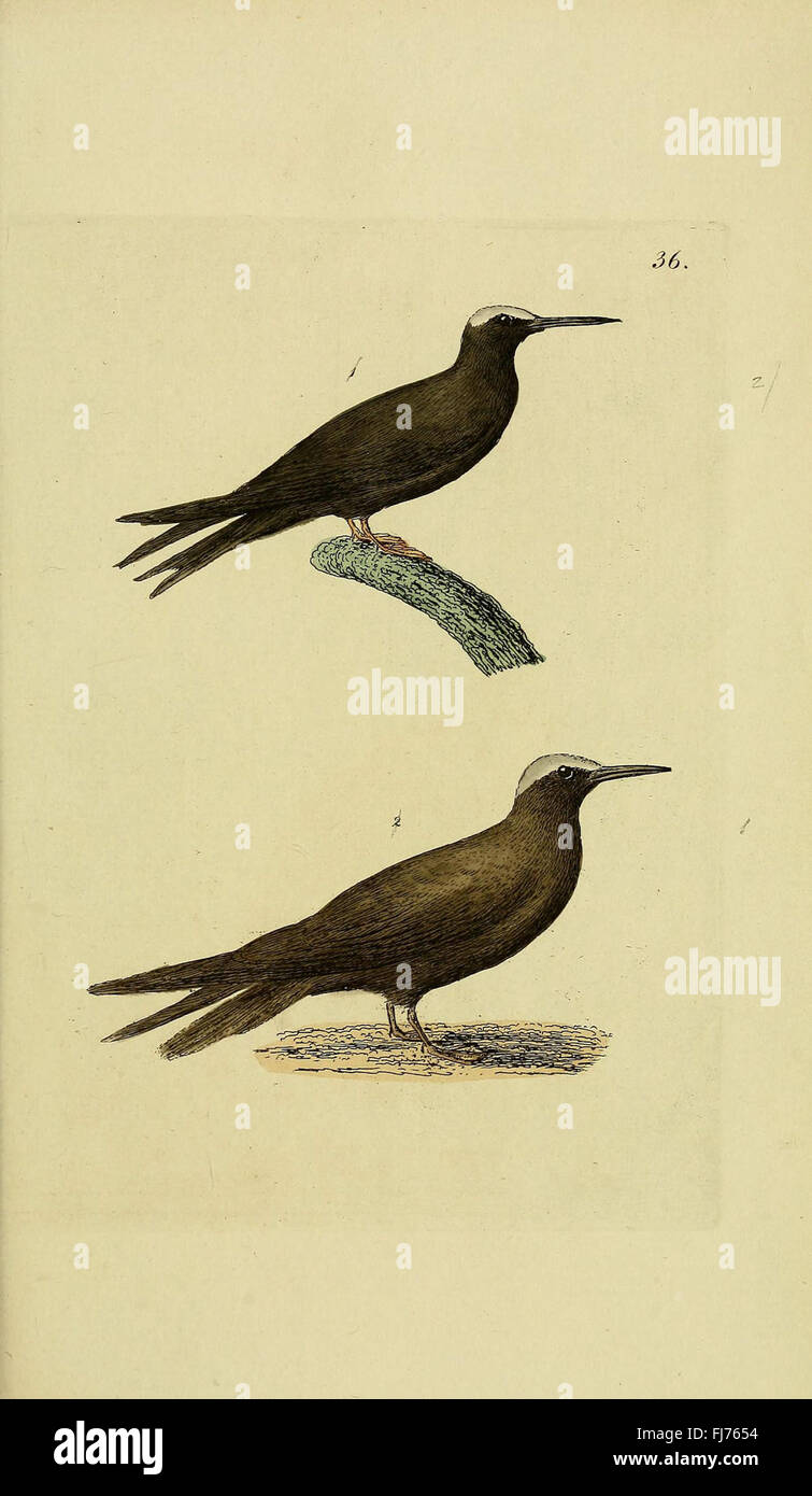 Birds, ornithology, bird species, bird illustration, scientific ...