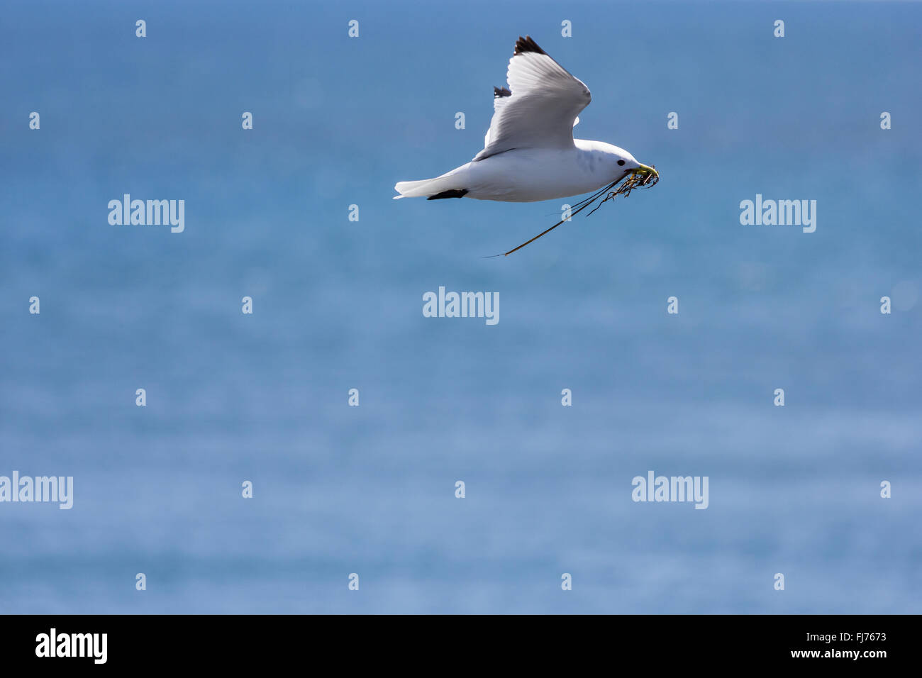 Straw flying hi-res stock photography and images - Alamy