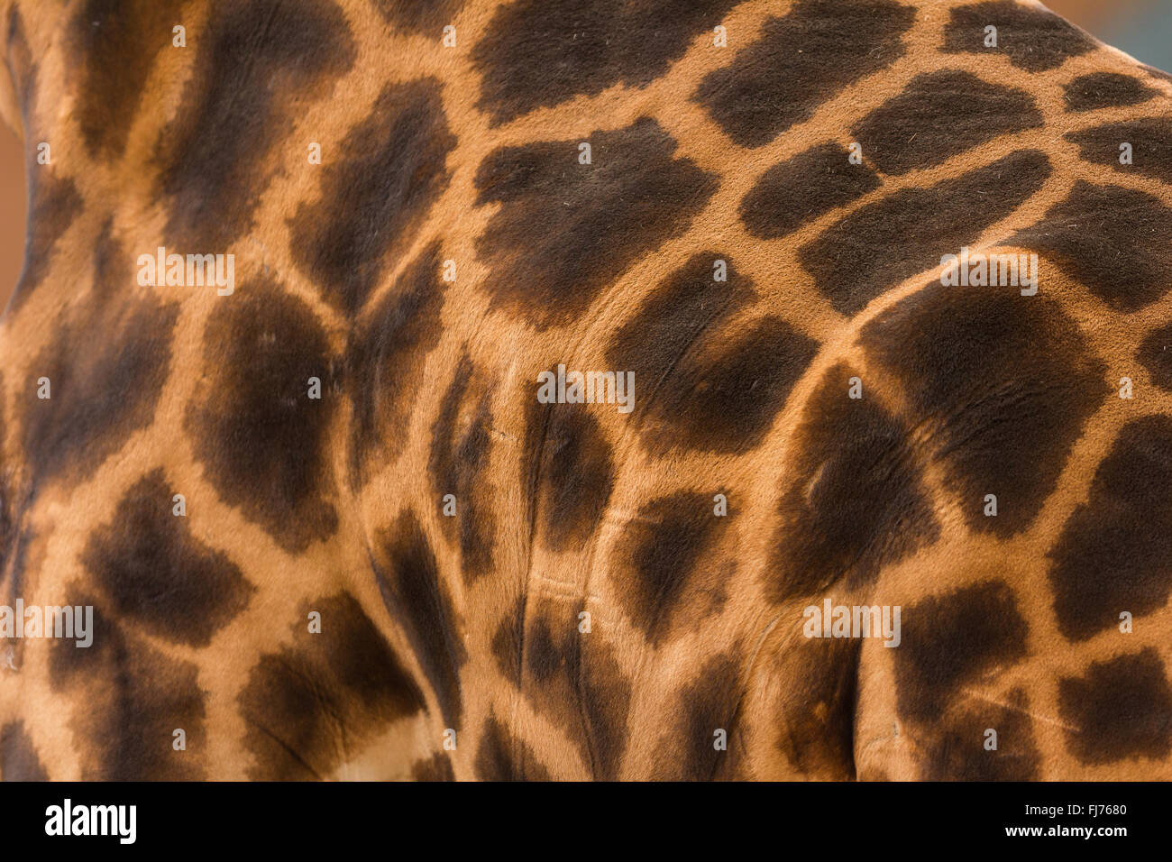 textured image of a giraffe fur Stock Photo - Alamy