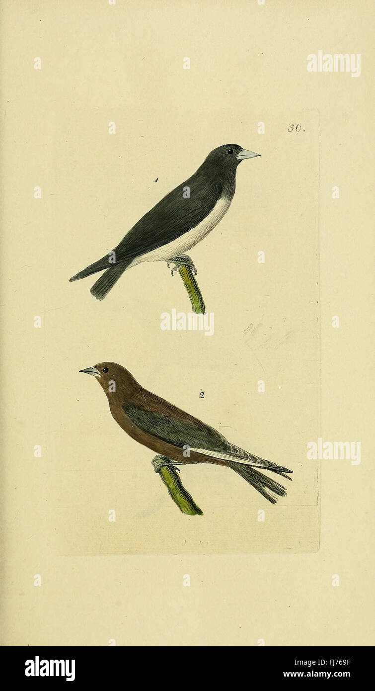 Illustrated copperplate engravings depicting various bird species, part ...