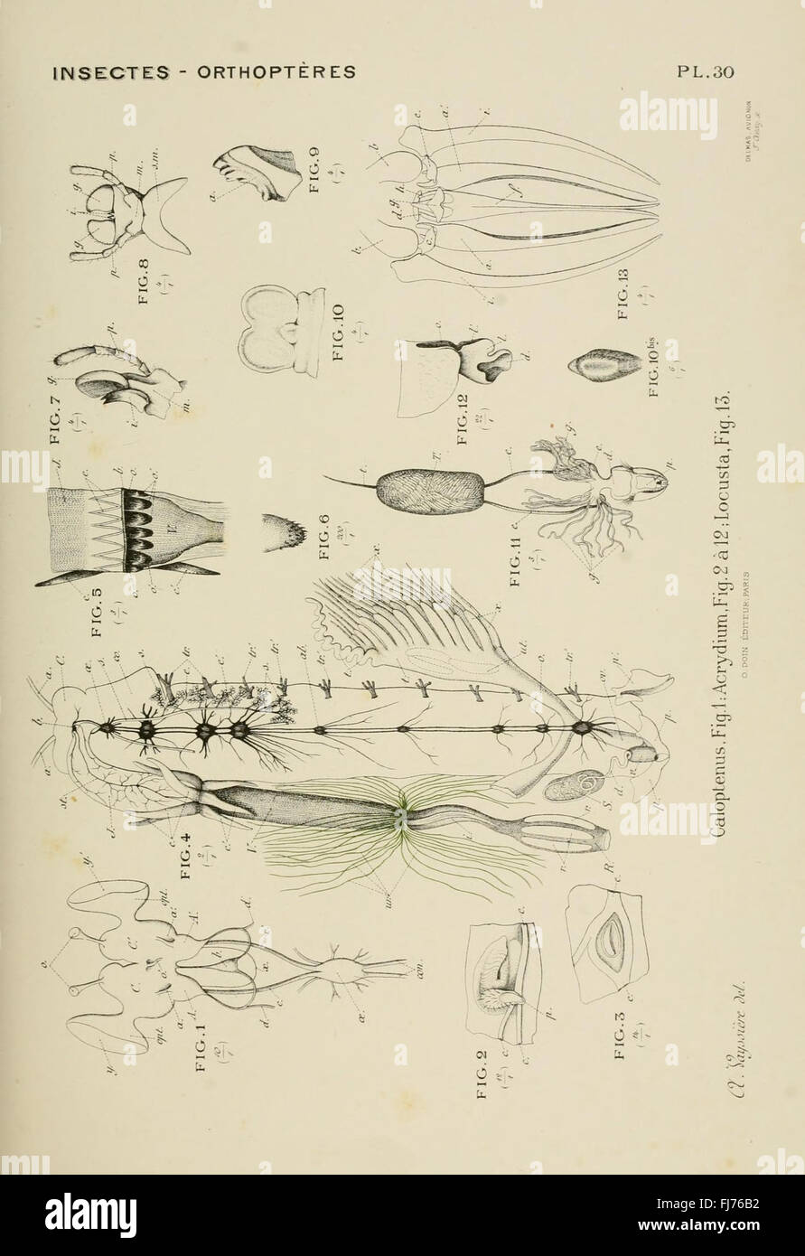 Atlas of comparative anatomy of invertebrates, covering various species ...