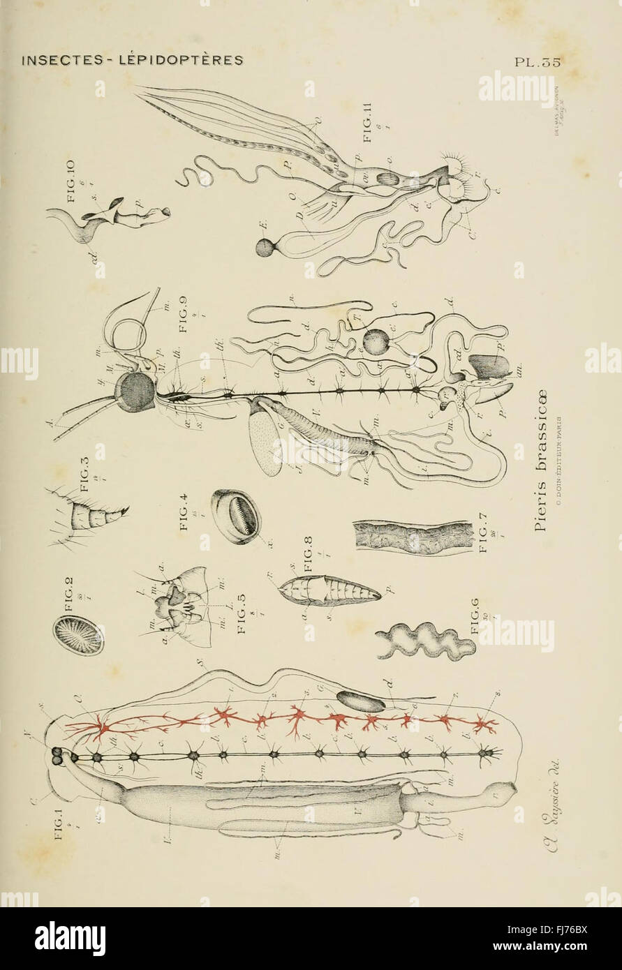 A comparative anatomical atlas of invertebrates, detailing the ...