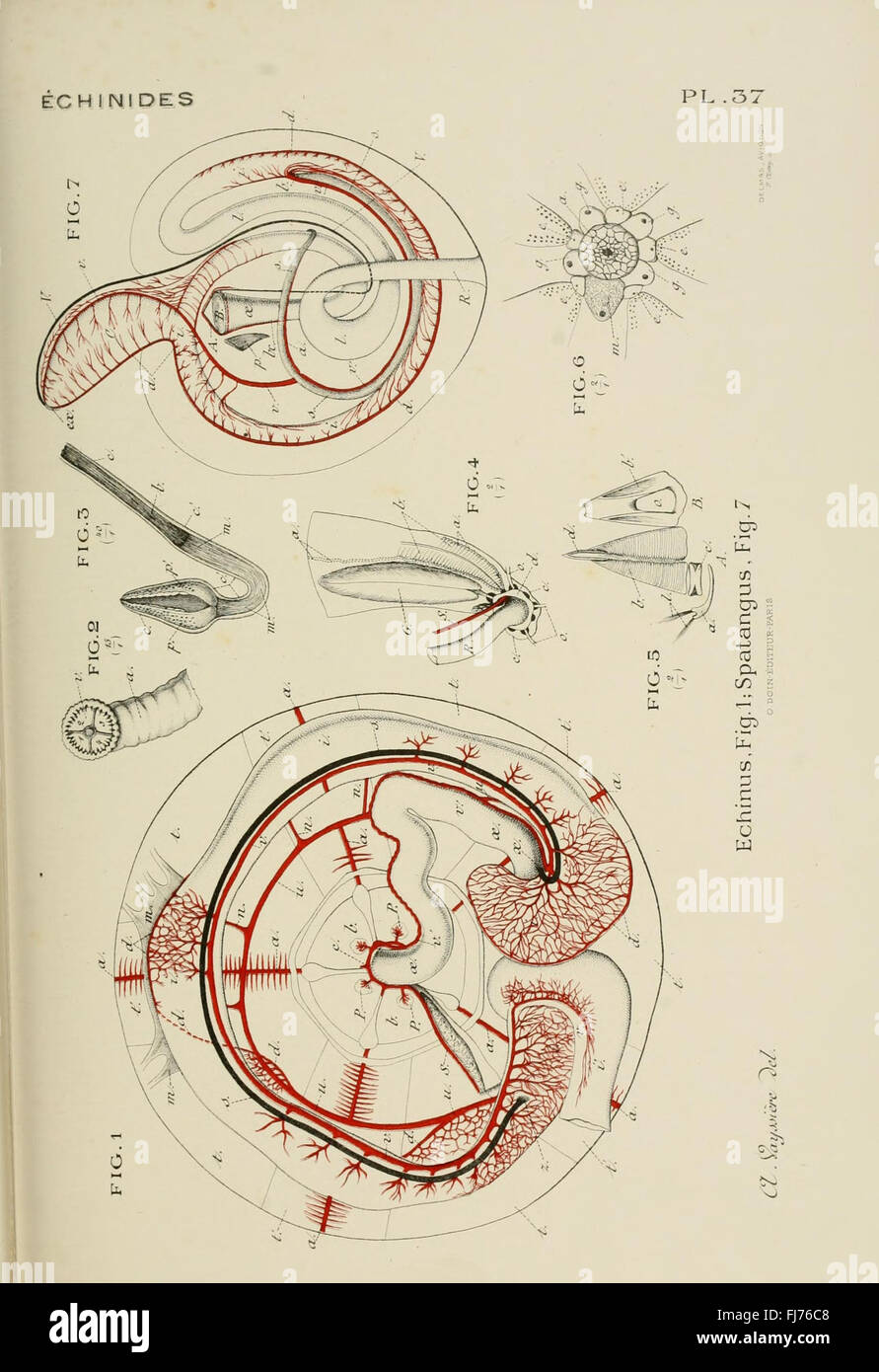 A comprehensive atlas of comparative anatomy of invertebrates ...