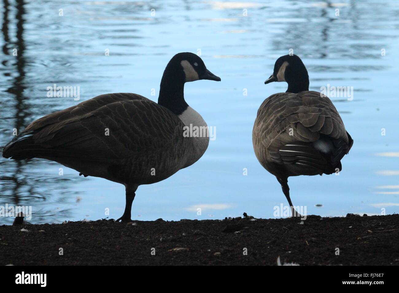 Yoga for Geese Stock Photo - Alamy