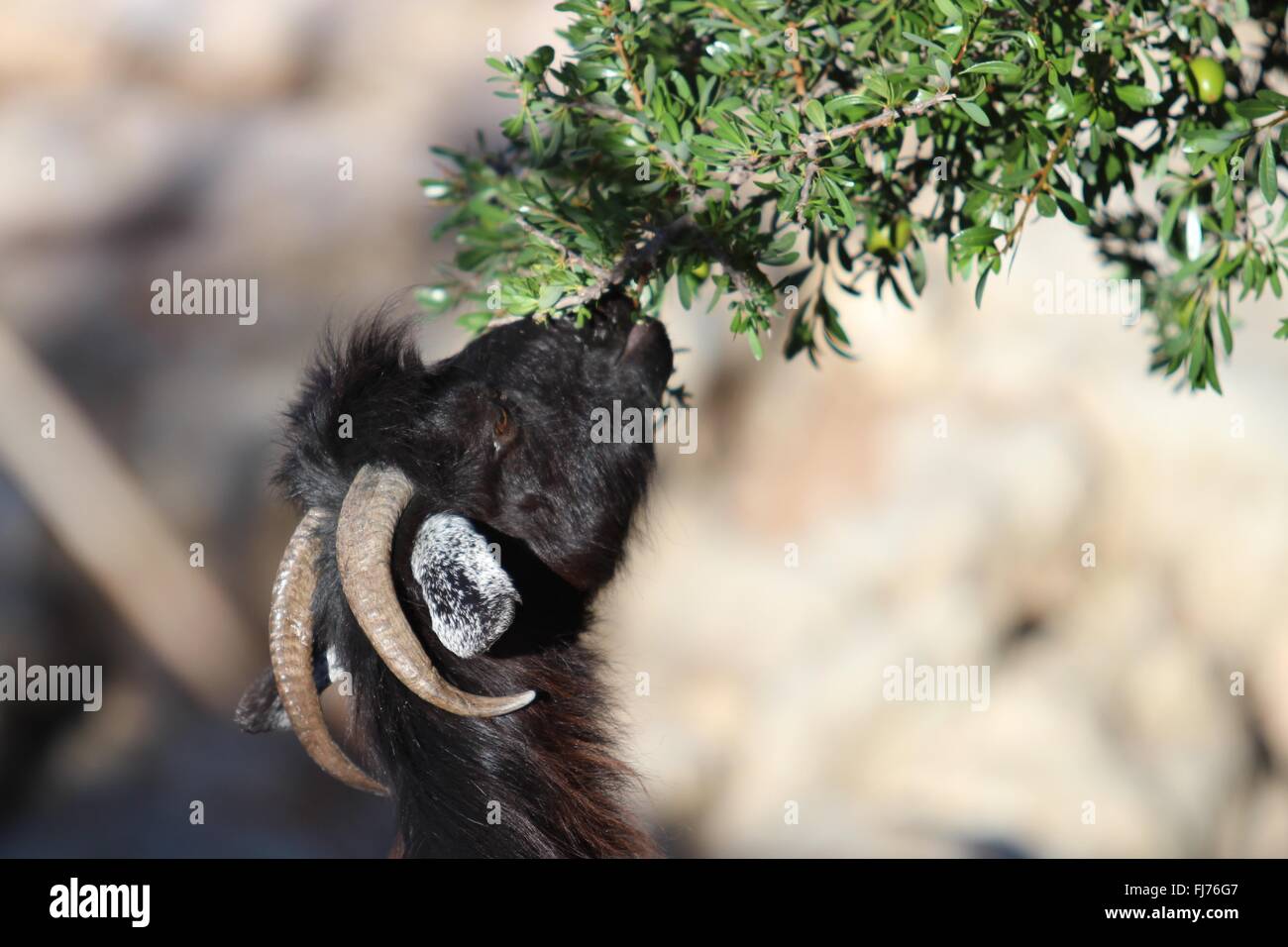 Goats eating argan nuts hi-res stock photography and images - Alamy
