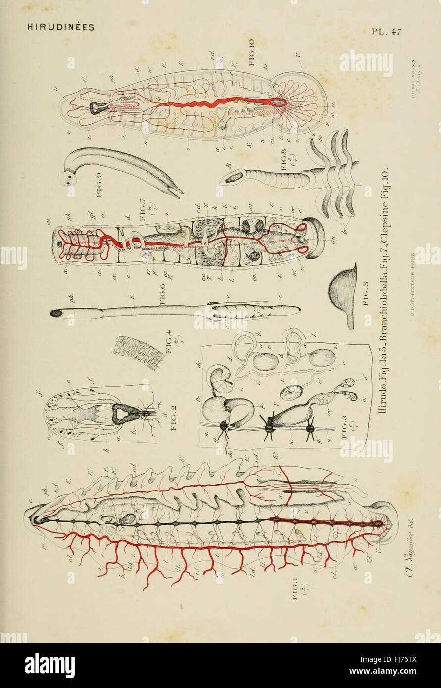 A comparative anatomy atlas of invertebrates, detailing the anatomical ...