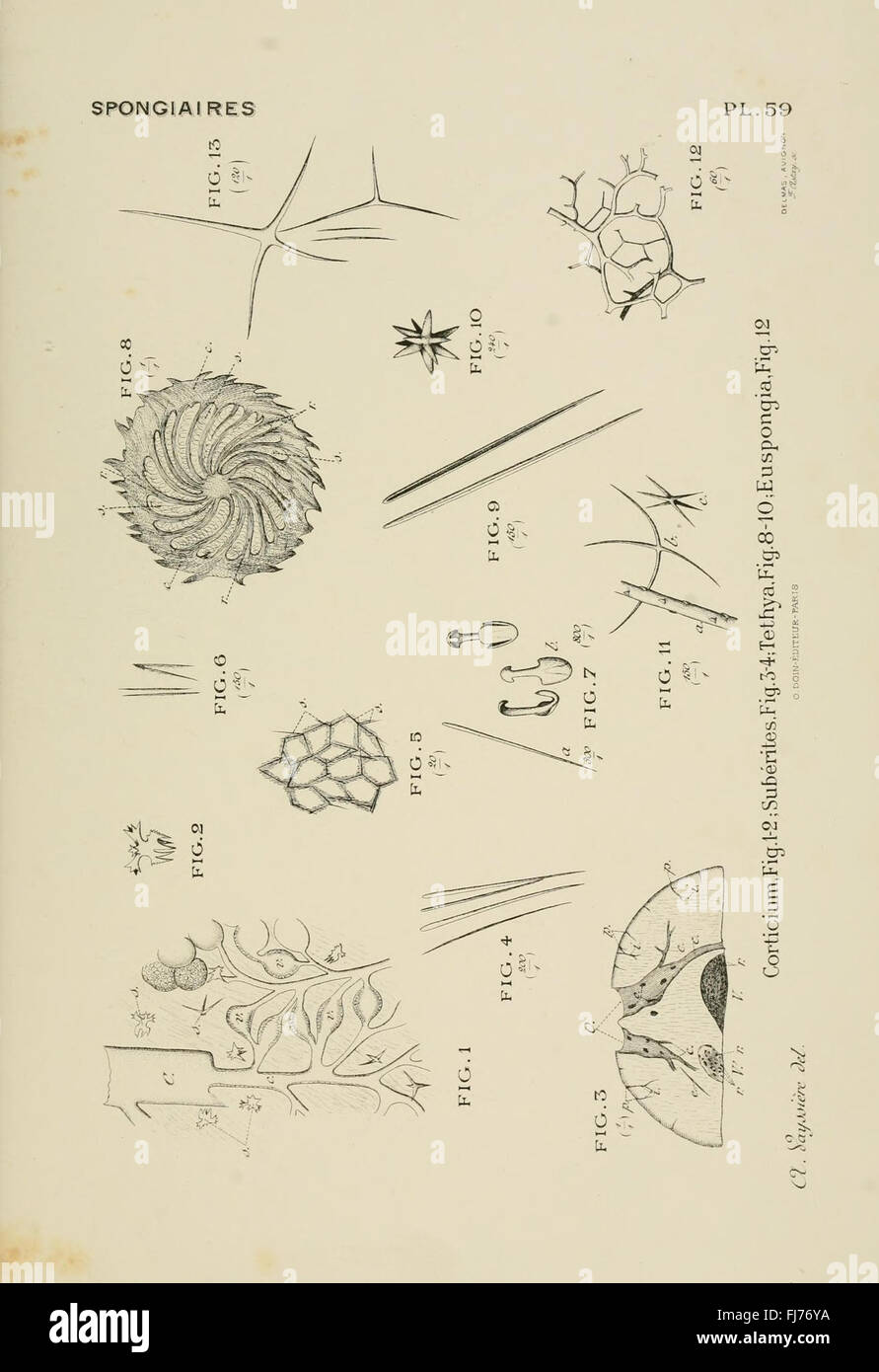 A comparative anatomy atlas focused on invertebrates, covering species ...
