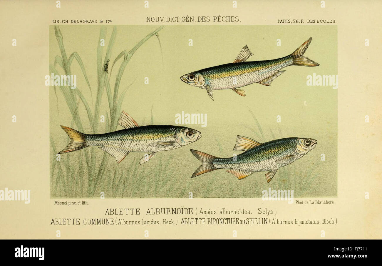 A comprehensive dictionary on fishing and fish species, housed in the ...