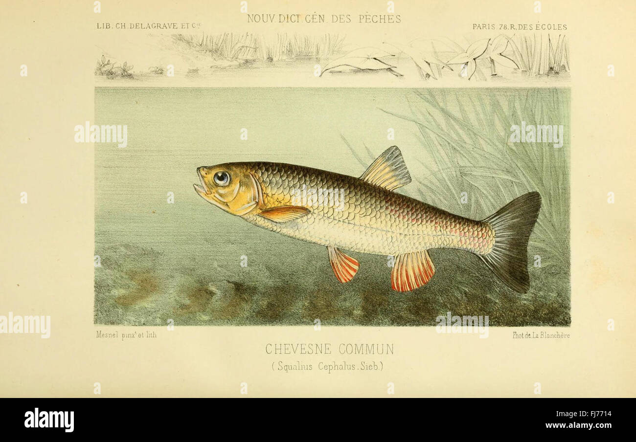 La Pêche et les poissons Stock Photo - Alamy