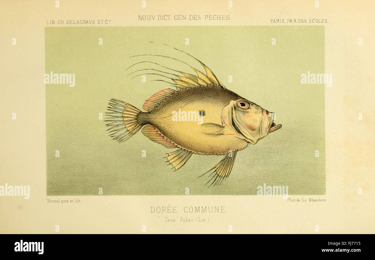 A work discussing fishing techniques and fish species, with a focus on ...