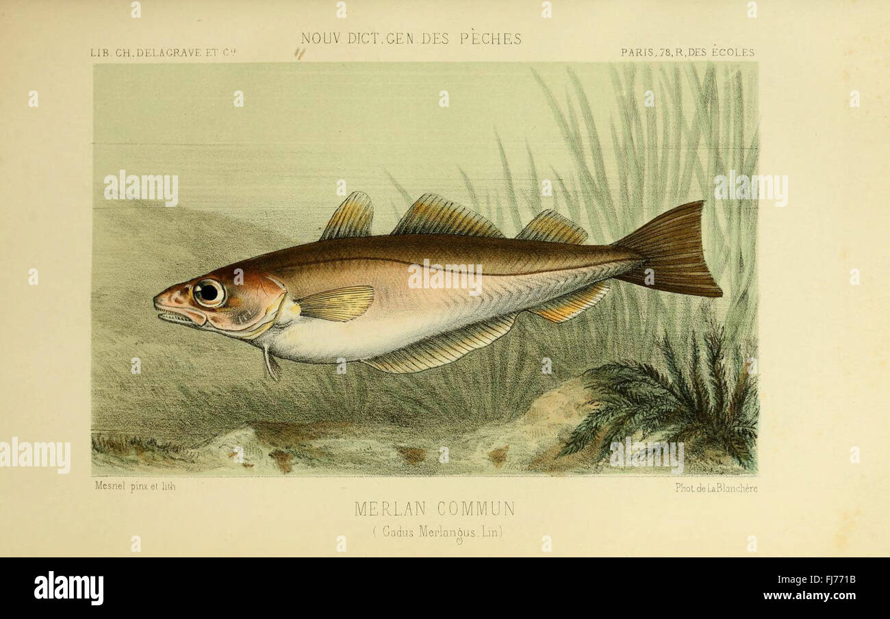 A comprehensive dictionary of fishing and fish species, focusing on ...