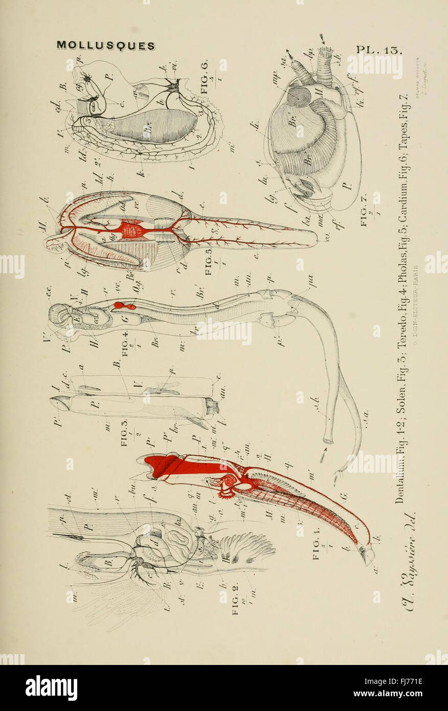 This atlas provides a detailed study of the comparative anatomy of ...