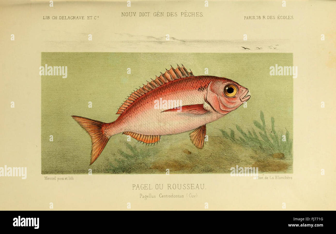 A dictionary on fishing and fish species, documenting various fish ...