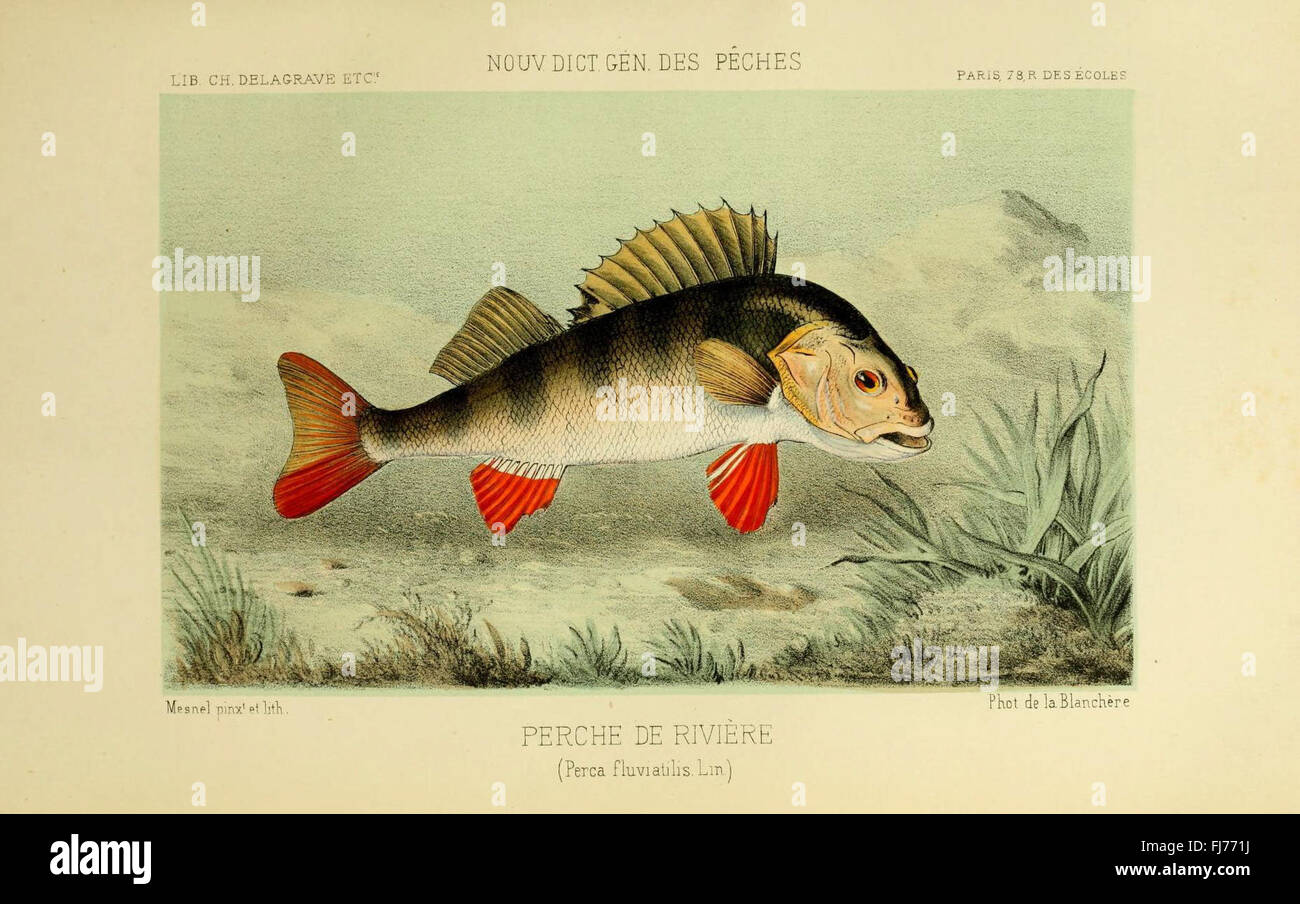 La Pêche et les poissons - A Study of Fishing and Fish Species Stock ...