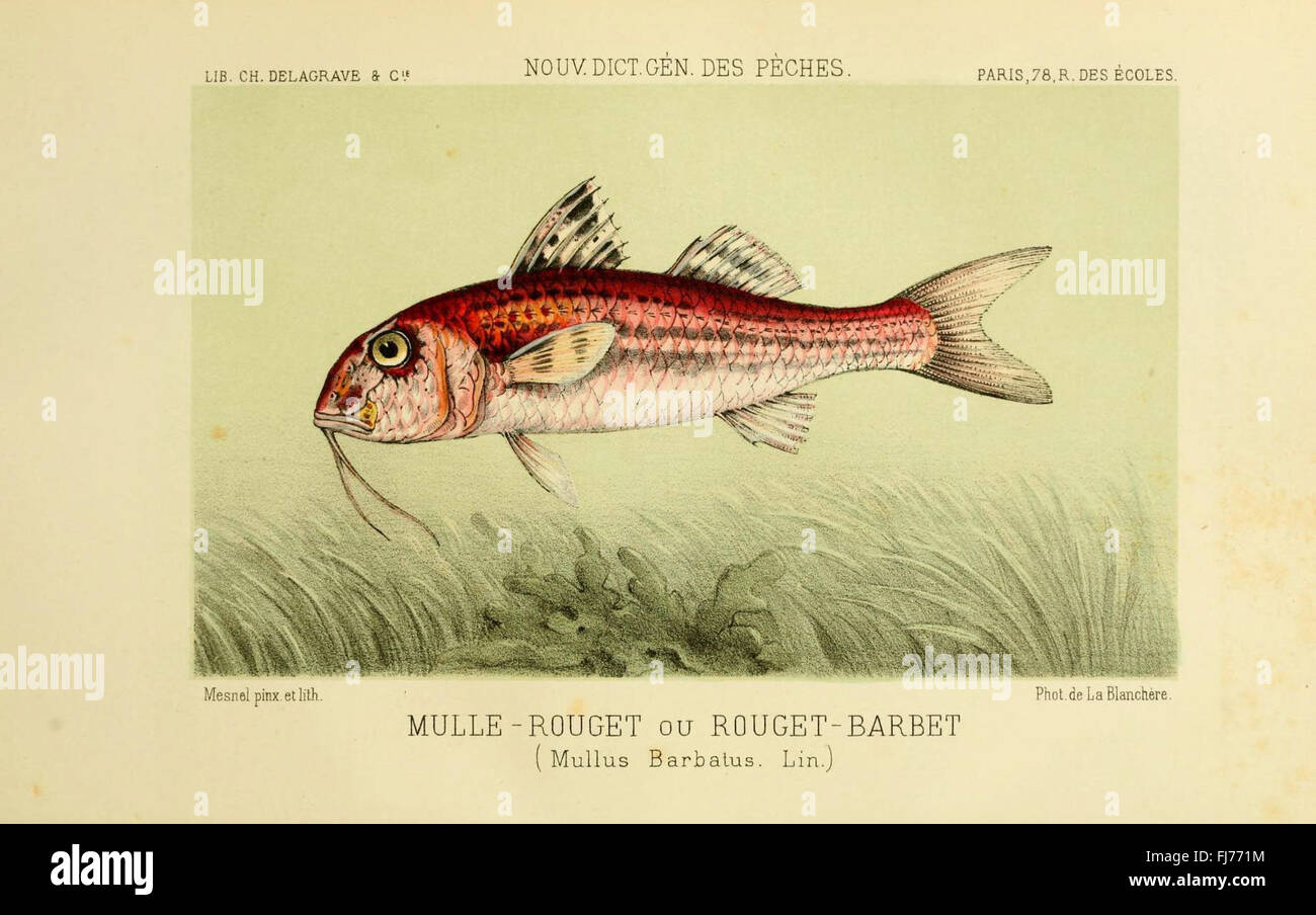 'La Pêche et les Poissons,' a dictionary on fisheries and fish species ...