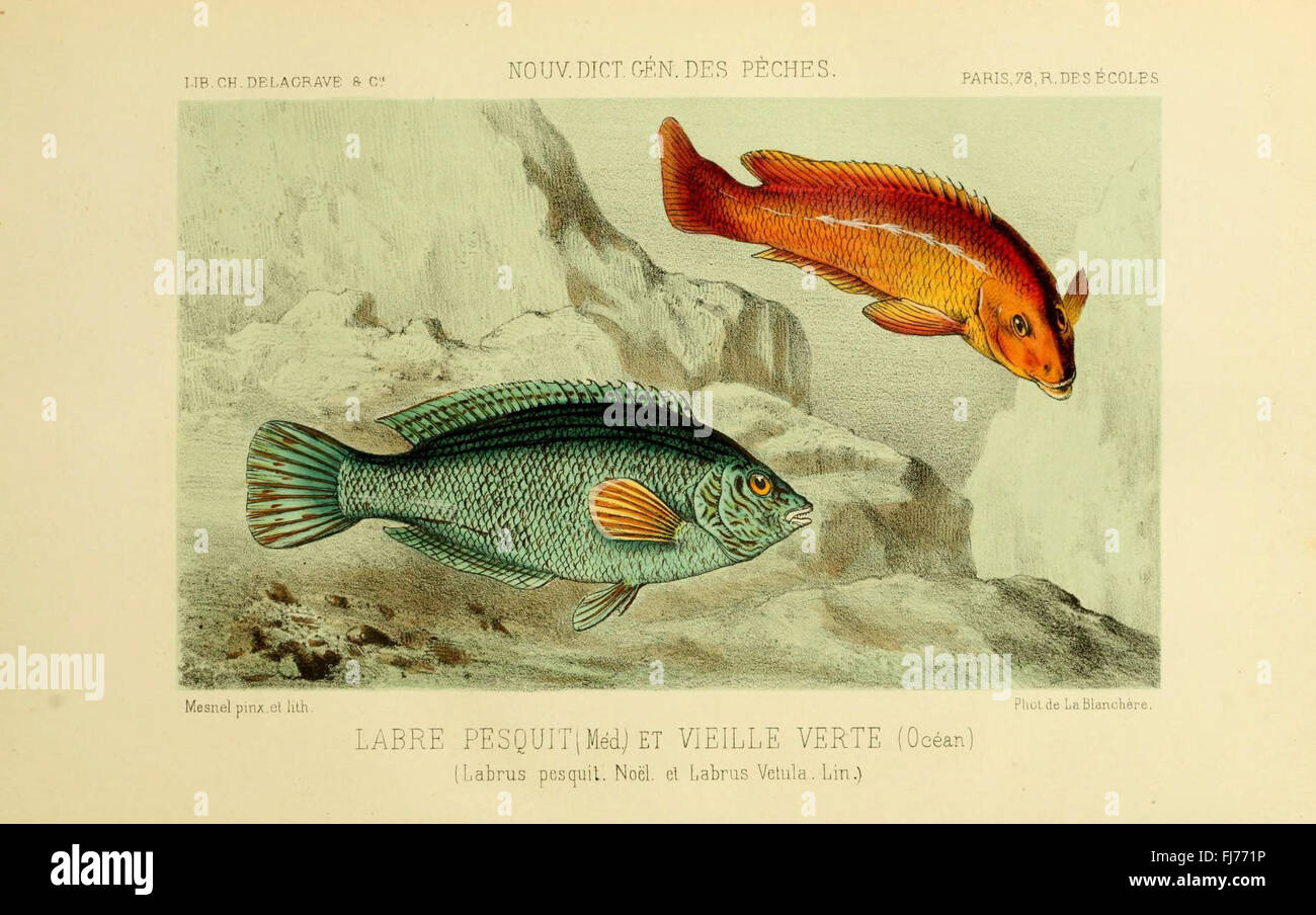 Scientific study on fish species hi-res stock photography and images ...