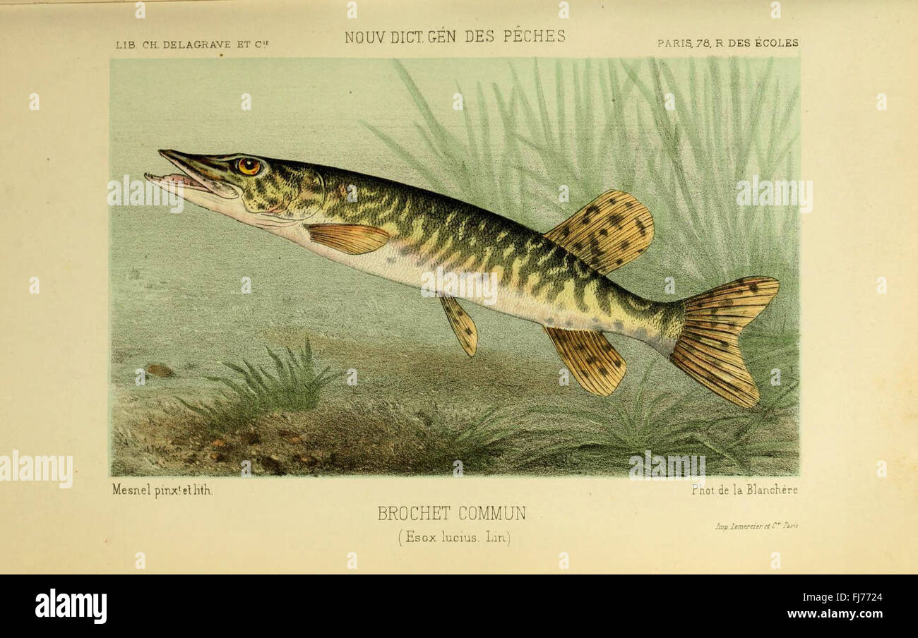 A comprehensive work on fishing and the biology of fish, including ...