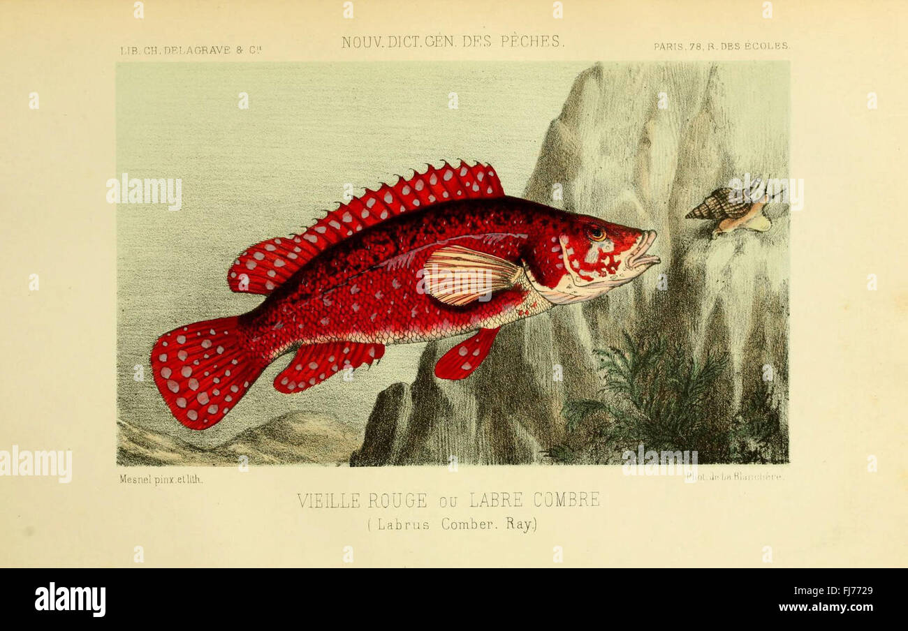 La Pêche et les poissons - A dictionary of fishing practices and fish ...