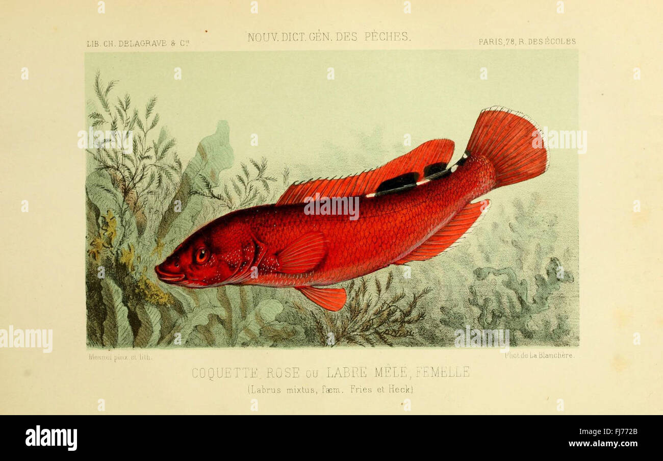 La Pêche et les Poissons, Dictionaries, Ernst Mayr Library, Fisheries ...