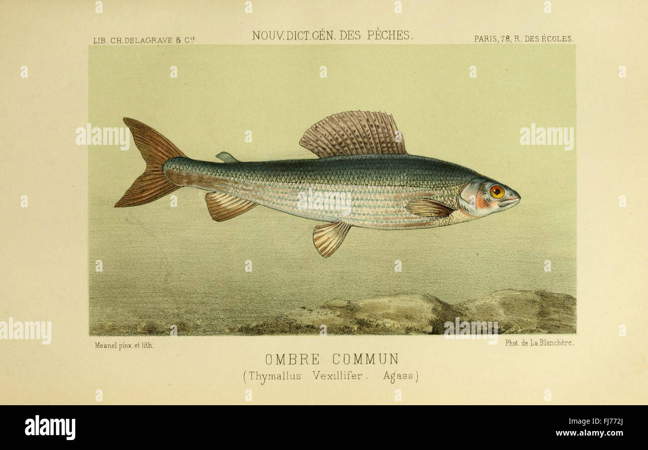 Fishing and fish species Stock Photo - Alamy