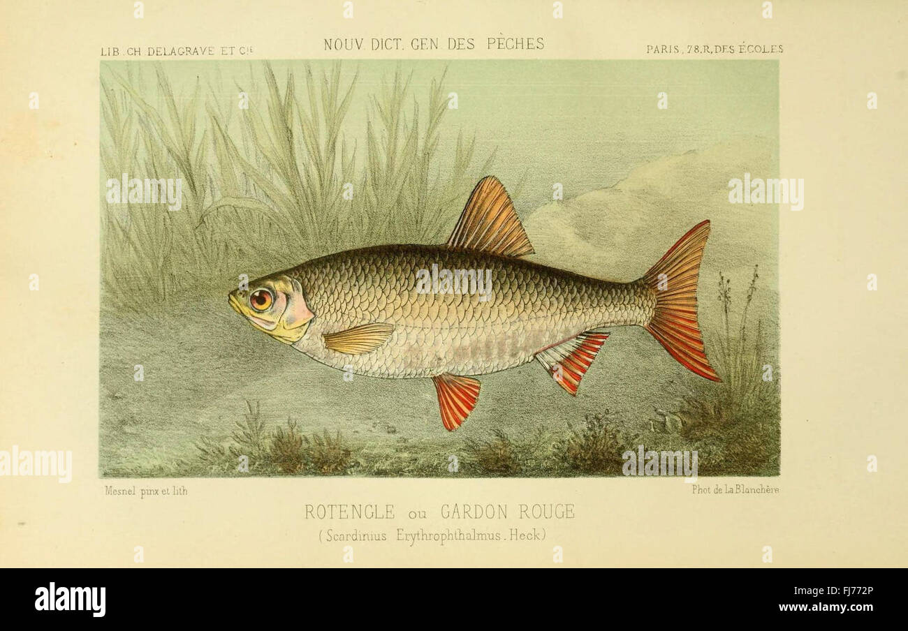 Ernst mayr library ichthyology hi-res stock photography and images - Alamy