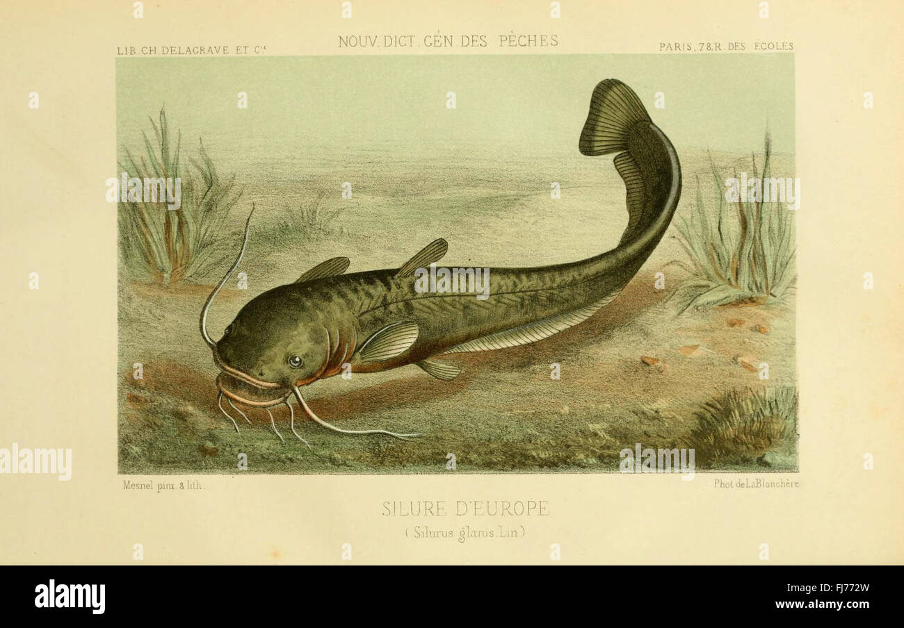 La Pêche et les poissons ,Dictionaries Ernst Mayr Library Fisheries ...