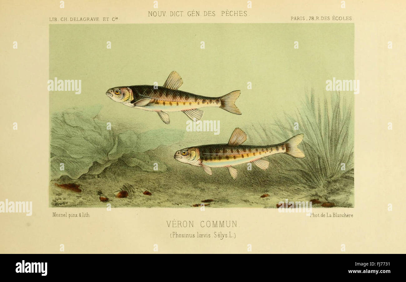 La pêche et les poissons, Dictionaries Ernst Mayr Library Fisheries ...