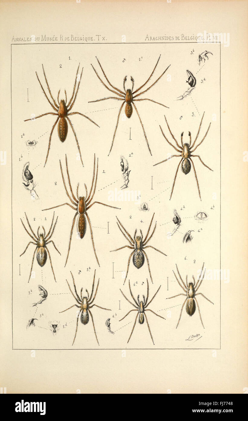 Les arachnides de Belgique, Arachnida Belgium Europe SIL Smithsonian ...