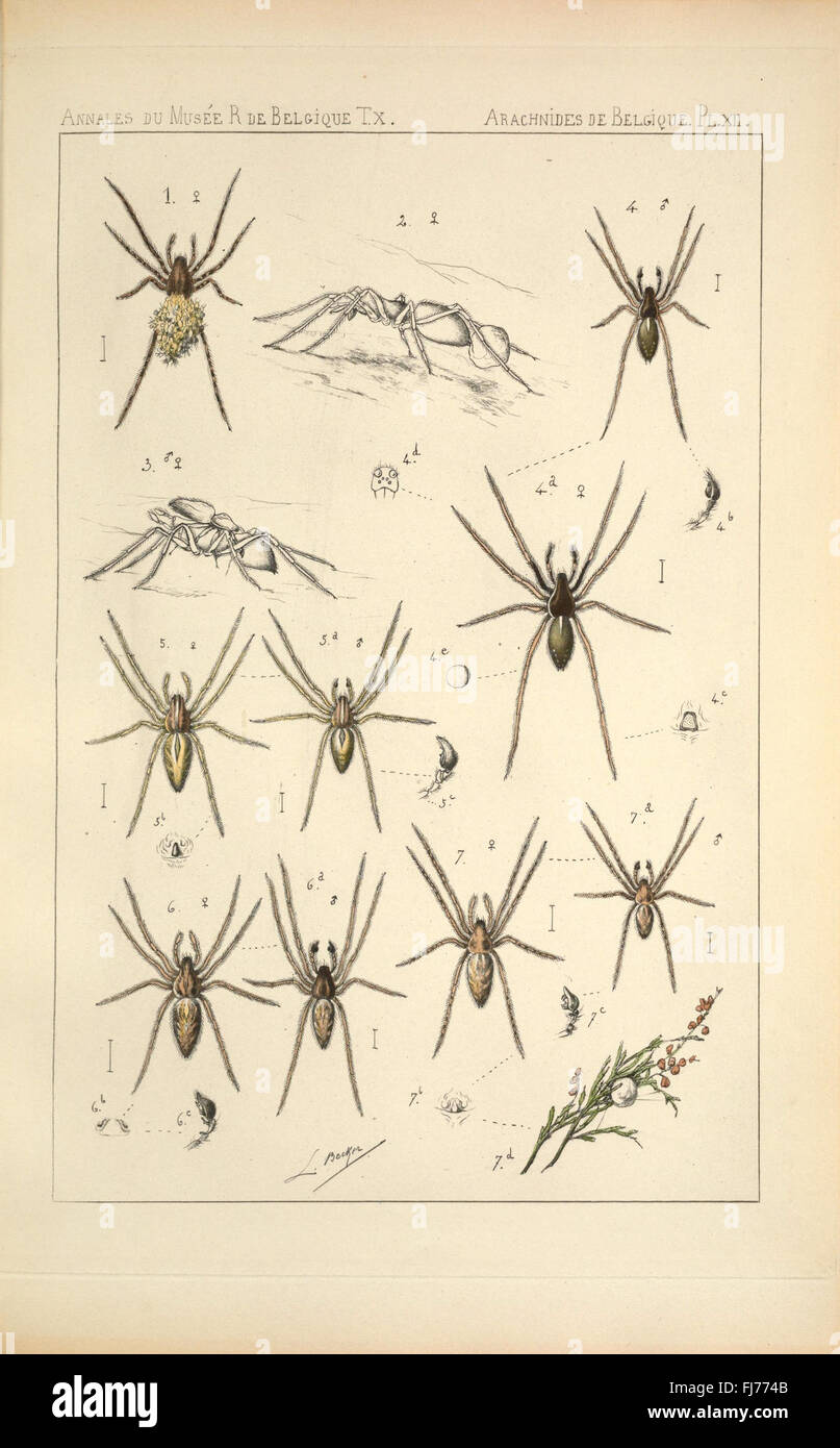 Arachnids of Belgium explores the diverse species of spiders found ...