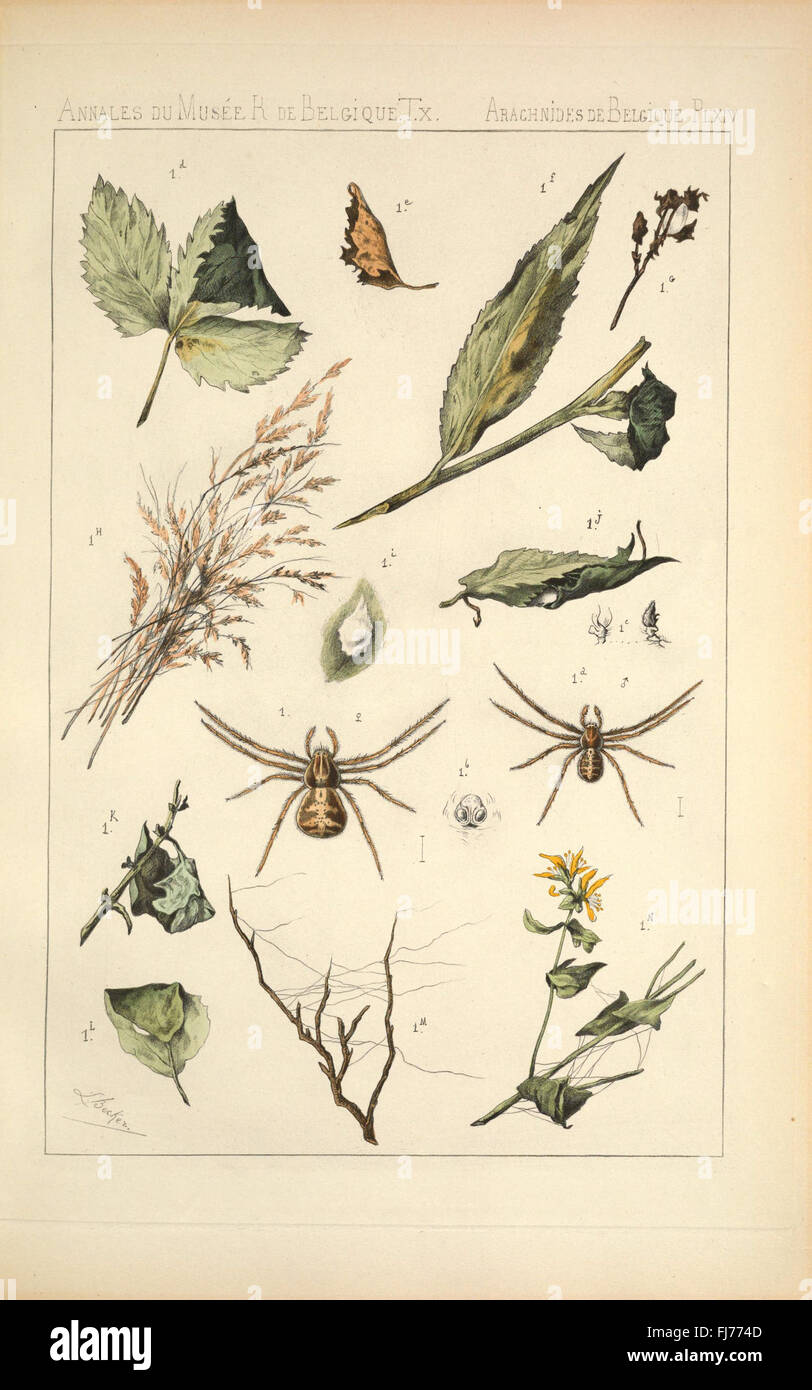 Les arachnides de Belgique, Arachnida Belgium Europe, Smithsonian ...